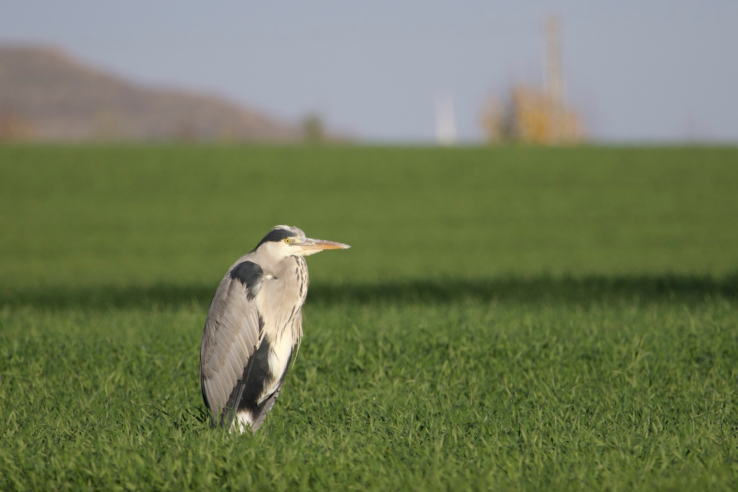 Erste Erfahrungen mit der „R7“ und dem RF 100-400mm f5.6-8 IS USM ...