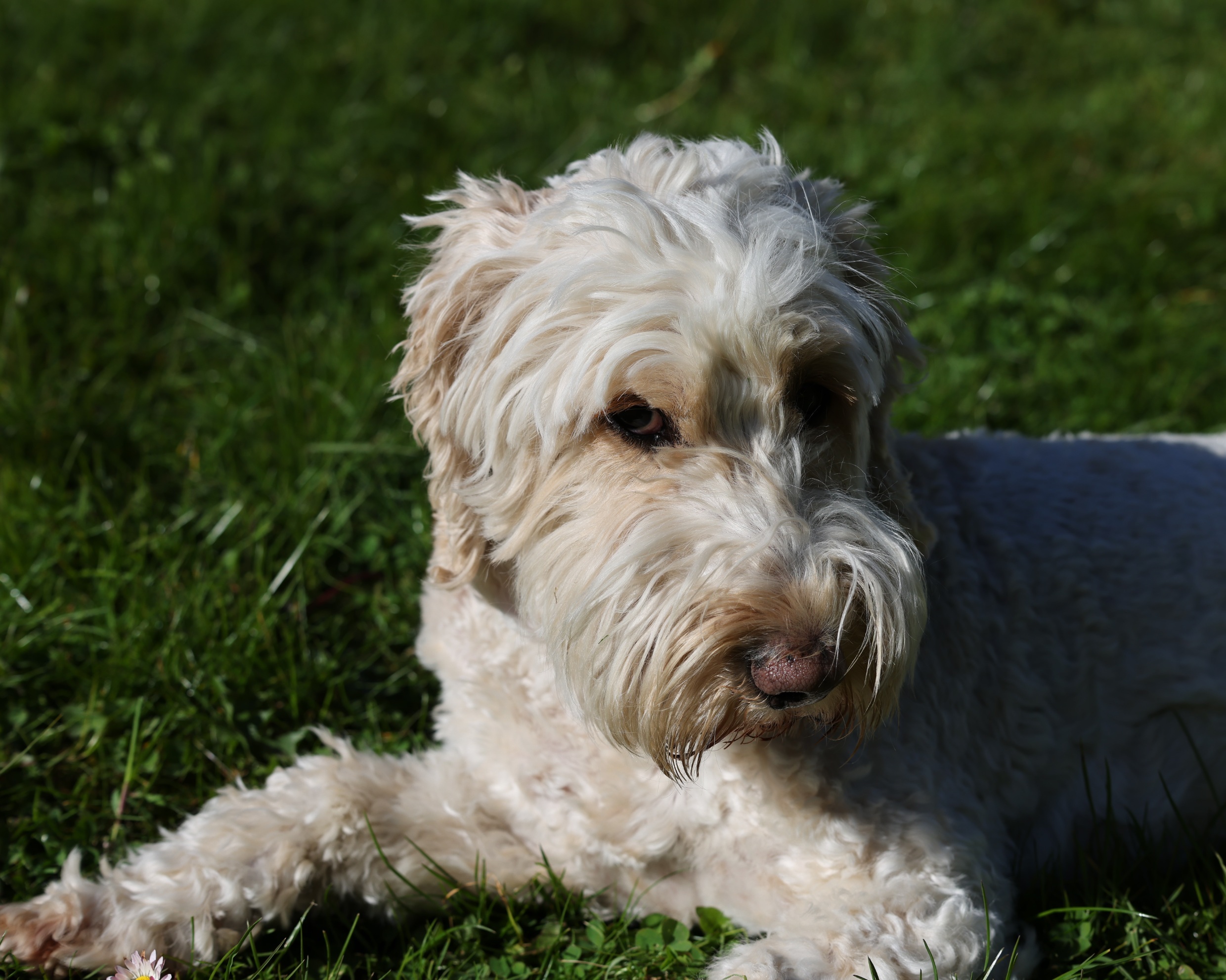 Hunde,alle - Tier & Natur - Canon EOS R Forum