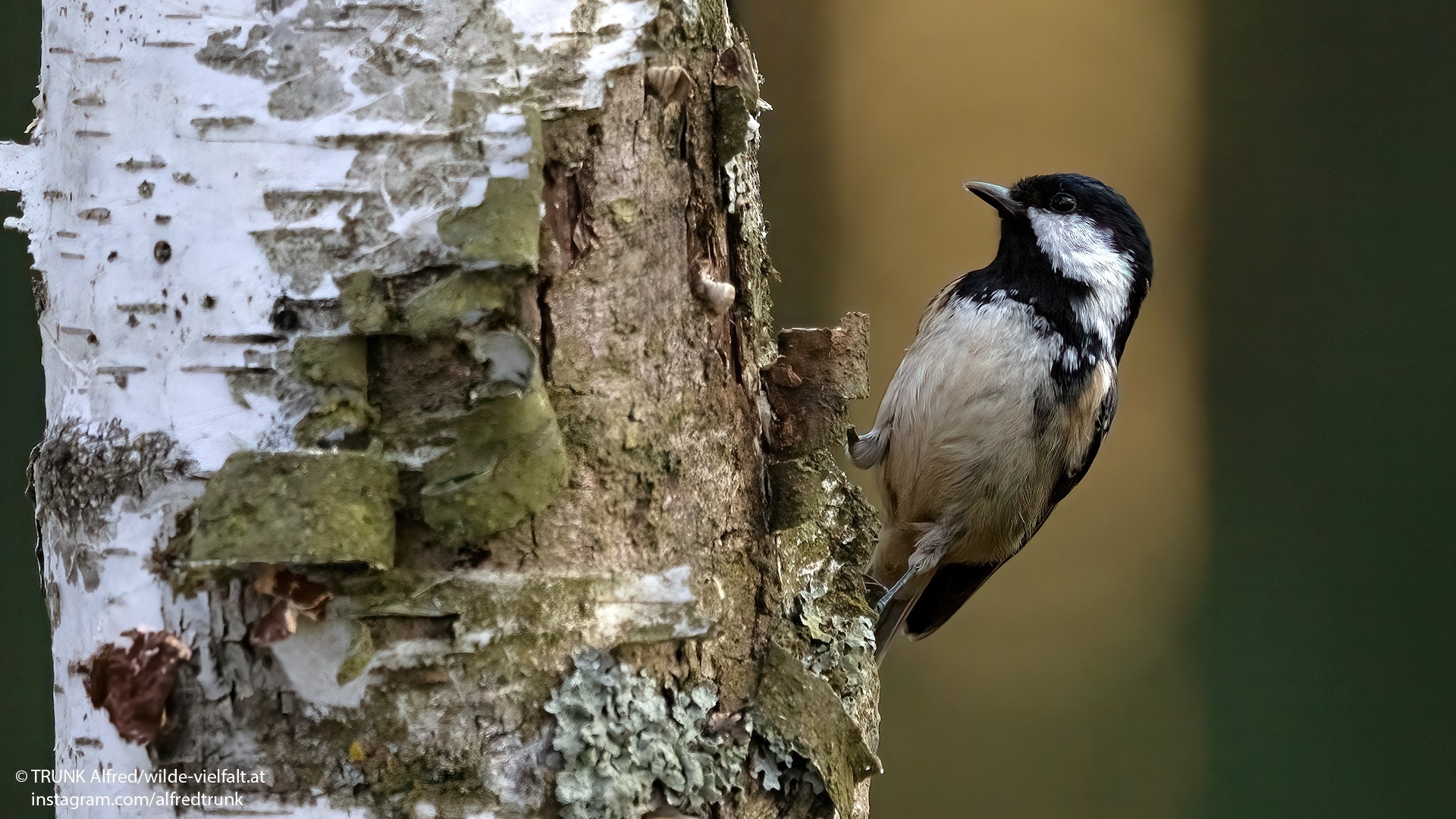 Vögel zu Lande, Wasser und in der Luft - Seite 134 - Tier & Natur ...