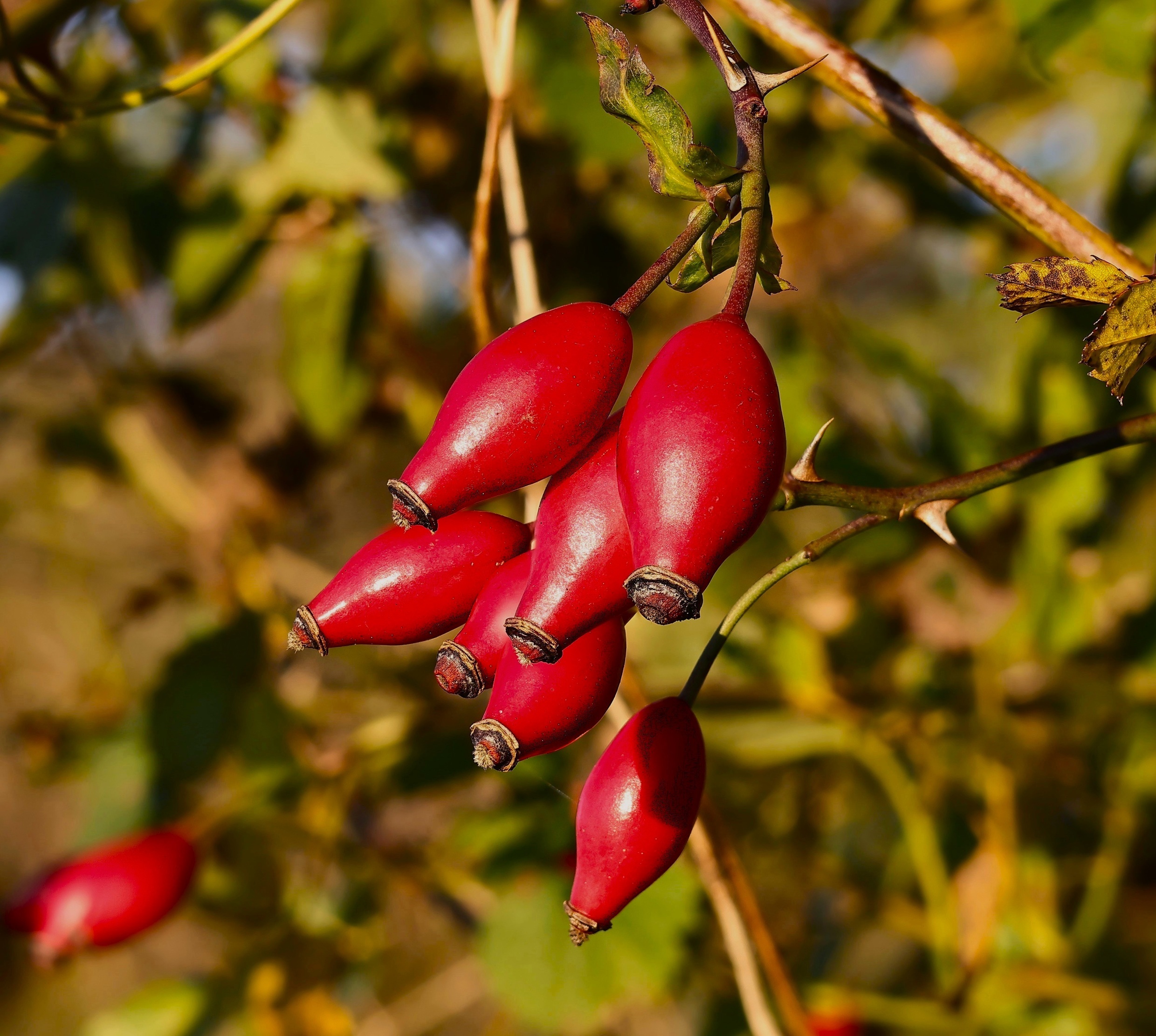 R6 II Fokus Stacking Beispielbilder - Canon EOS R Vollformat Kameras ...