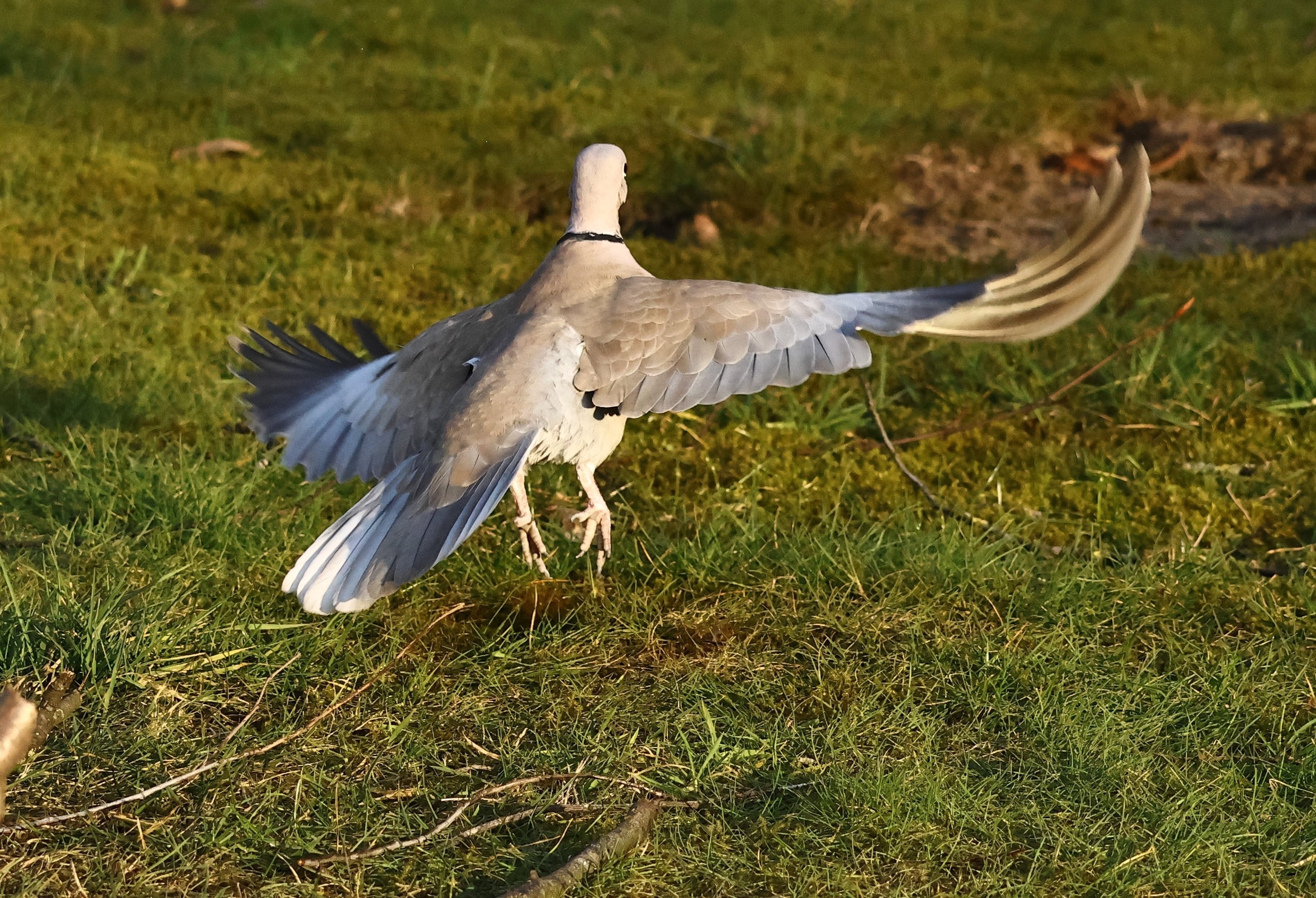Canon EOS R7 und der Rolling Shutter - Canon EOS R APS-C Kameras ...