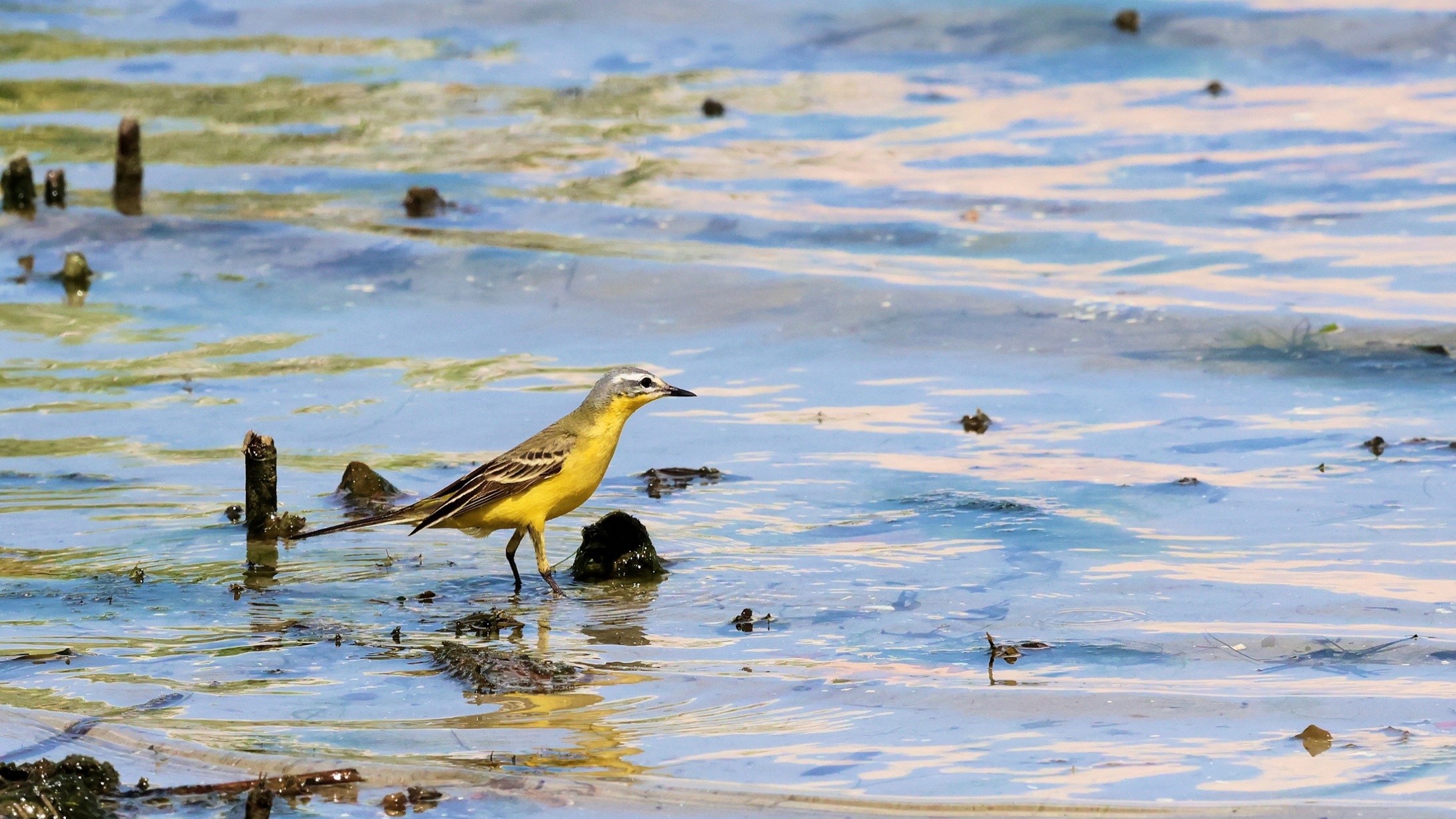 Vögel zu Lande, Wasser und in der Luft - Seite 383 - Tier & Natur ...