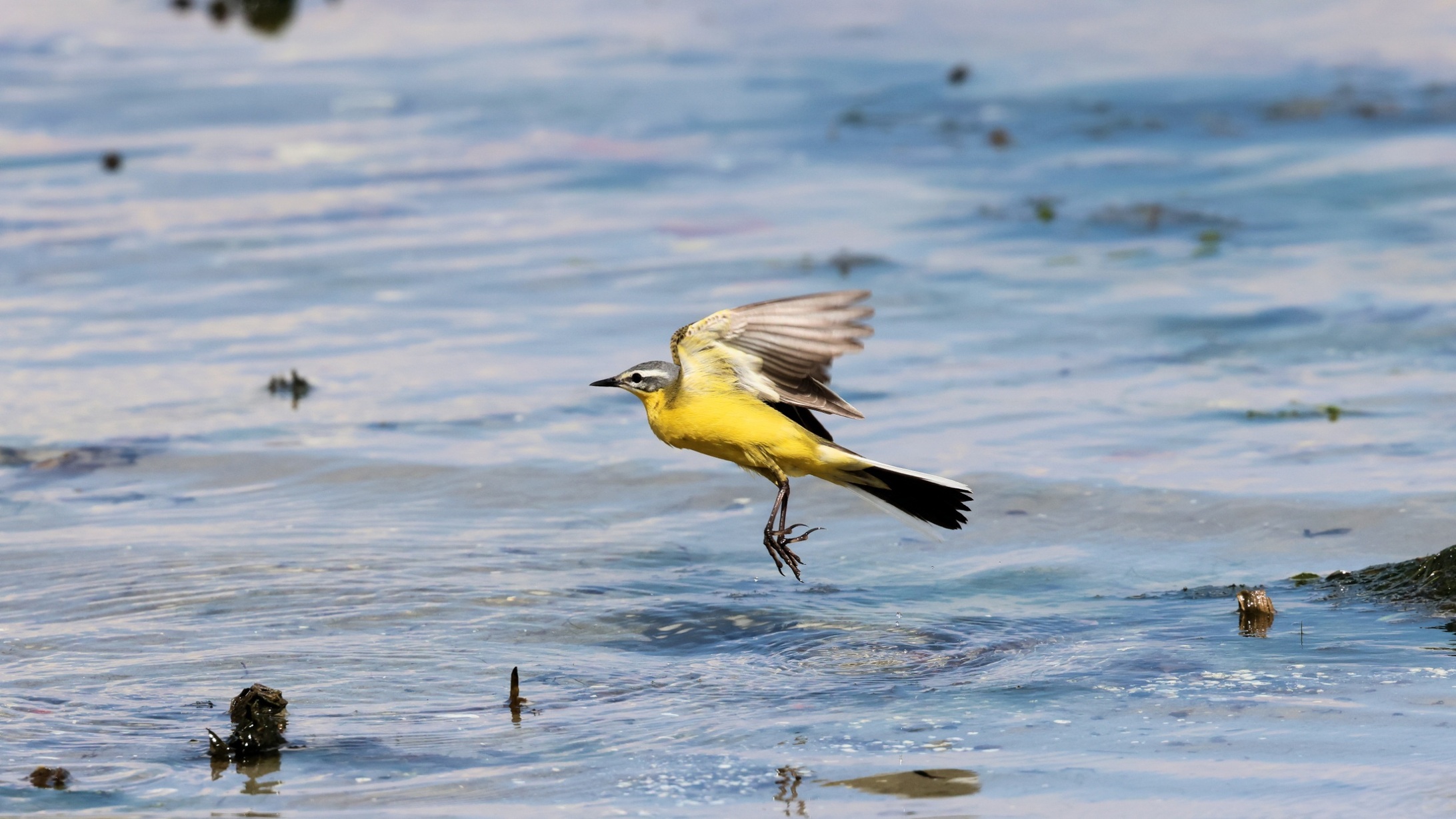 Vögel zu Lande, Wasser und in der Luft - Seite 383 - Tier & Natur ...