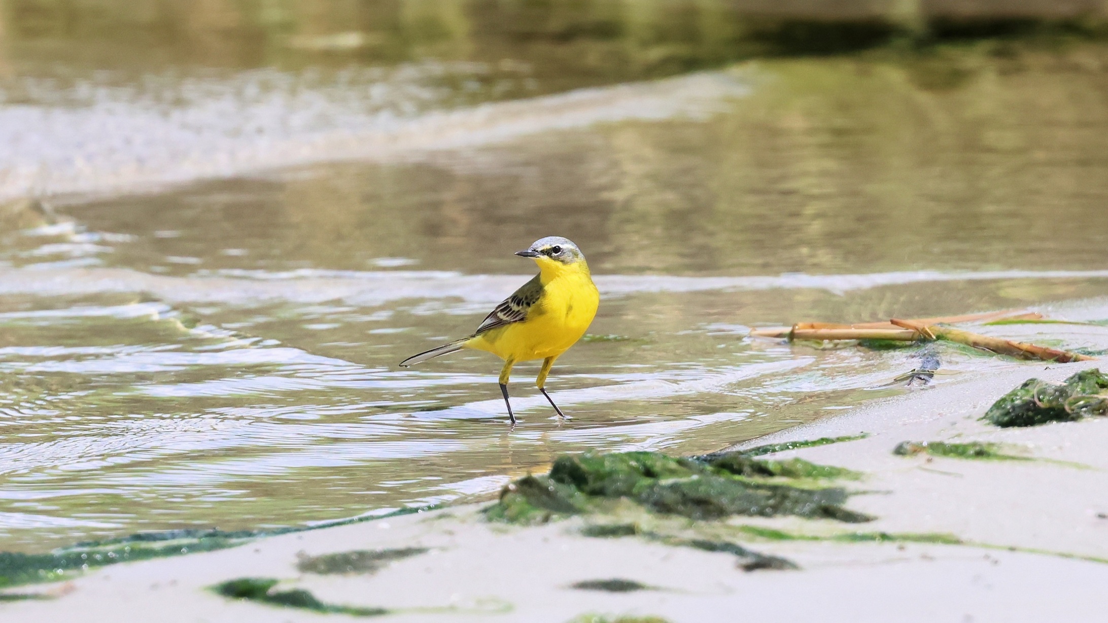 Vögel zu Lande, Wasser und in der Luft - Seite 383 - Tier & Natur ...