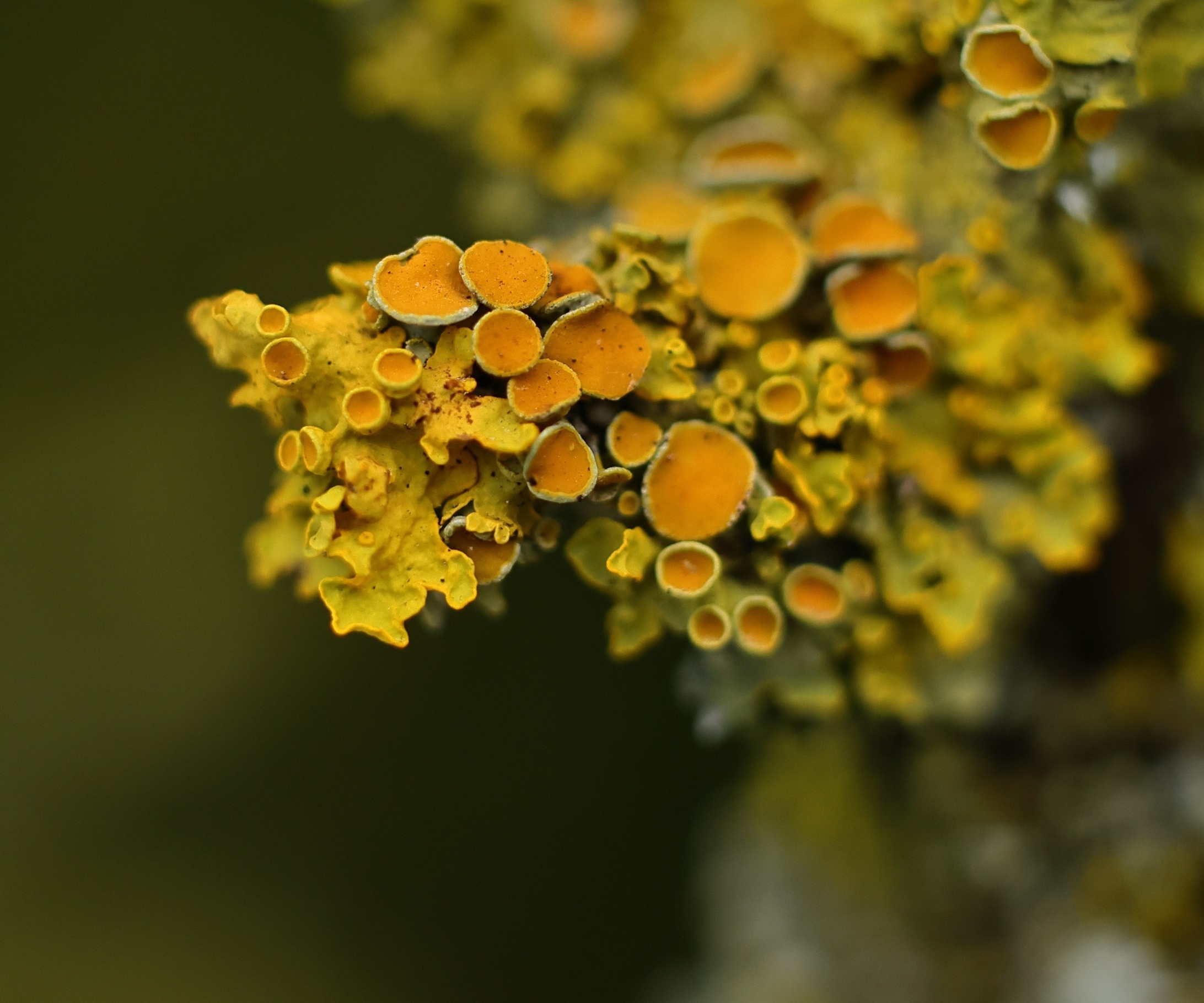 Flechten - Seite 3 - Tier & Natur - Canon EOS R Forum