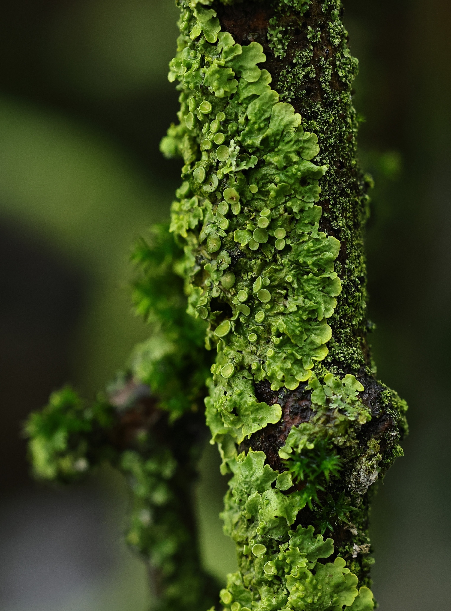 Flechten - Seite 3 - Tier & Natur - Canon EOS R Forum